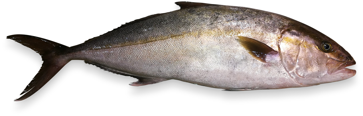 Zouras Fishers – from greek boats to the world